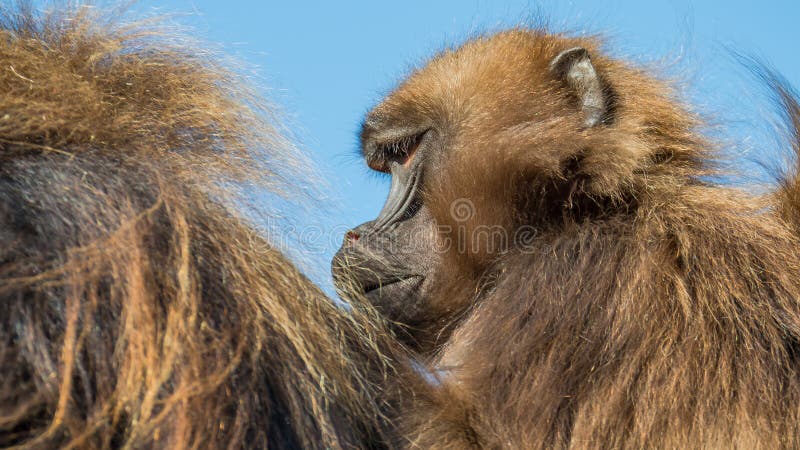 African Baboons Walking in the Forest Stock Photo - Image of jungle ...