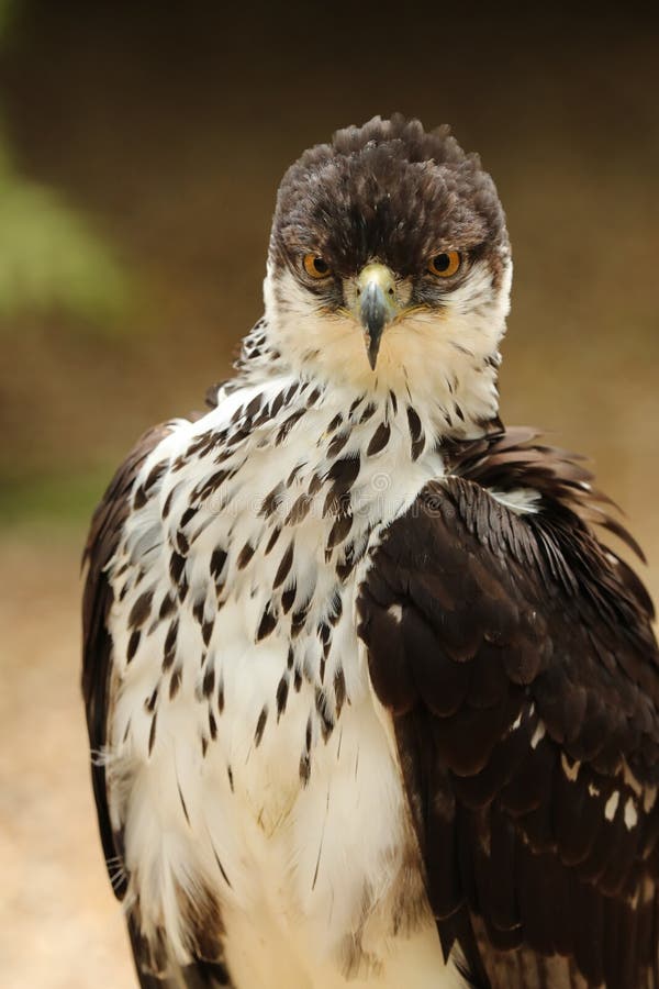Portrait of an African Hawk Eagle Stock Image - Image of wild, africa ...