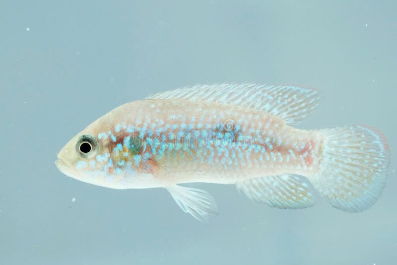 Portrait of a African Jewel Fish Stock Photo - Image of jewlfish ...