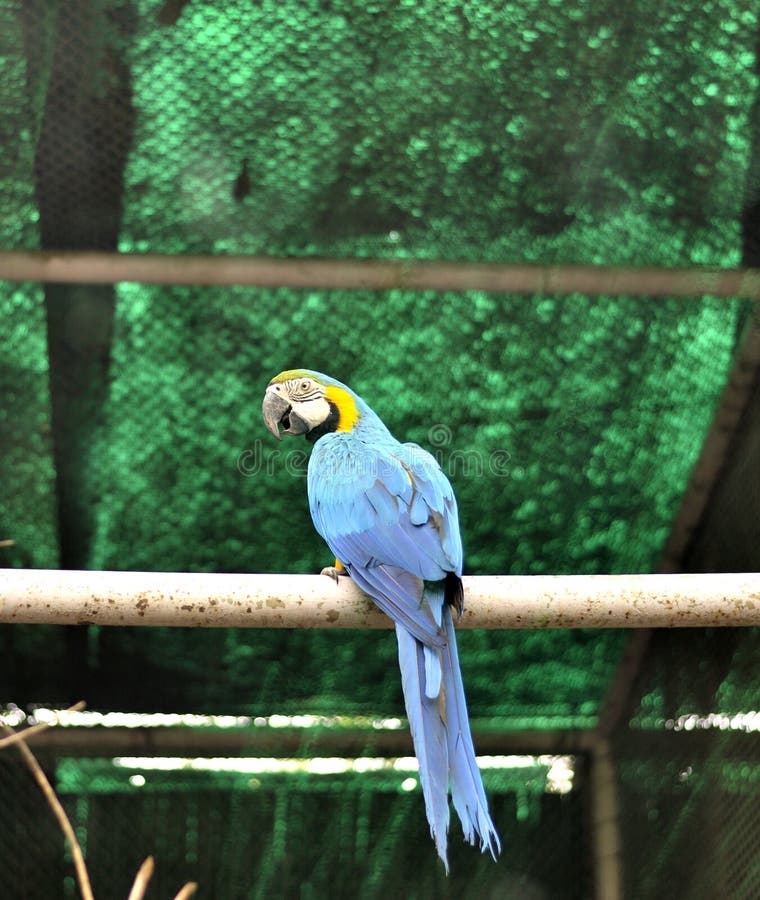 Portrait of African Macaw stock photo. Image of close - 128881182