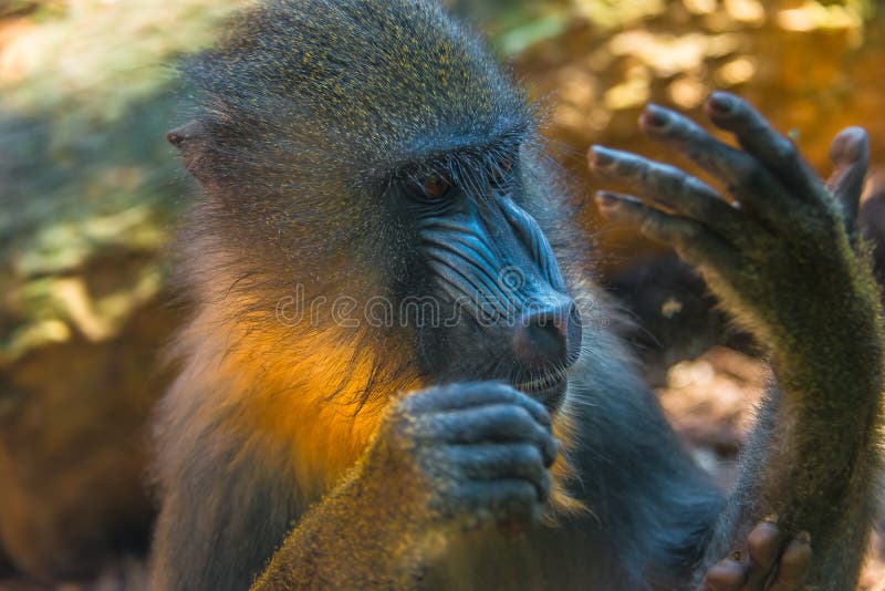 Portrait of Two African Mandrills, Calm Older and Aggressive Younger ...