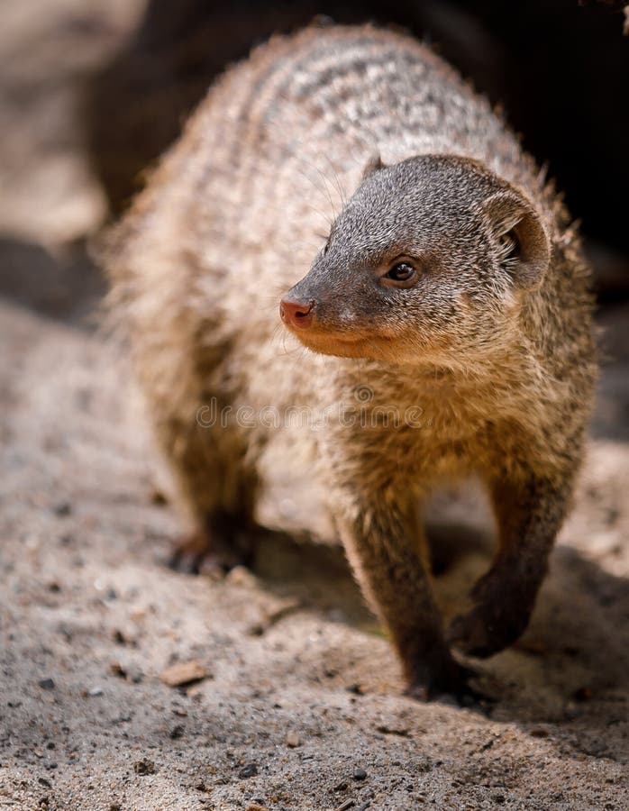 African Mongoose on wood stock photo. Image of african - 41242390