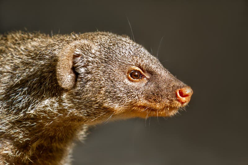 African Mongoose on wood stock photo. Image of african - 41242390