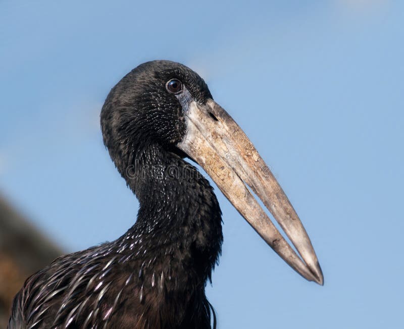 Portrait of African Openbill Stork Stock Image - Image of wetland ...