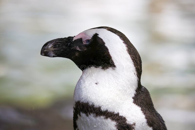 Portrait of African Penguin Face in Profile Stock Image - Image of ...