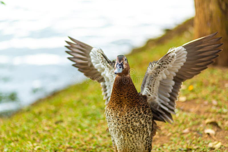 Portrait of an Aggressive Duck Attacking the Photographer Stock Image ...