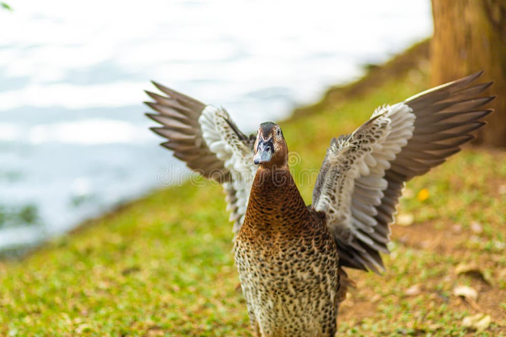 Portrait of an Aggressive Duck Attacking the Photographer Stock Image ...