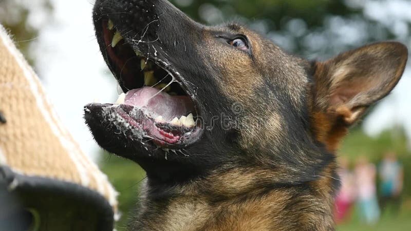 Portrait of an Aggressive Purebred German Shepherd Outdoors Stock ...