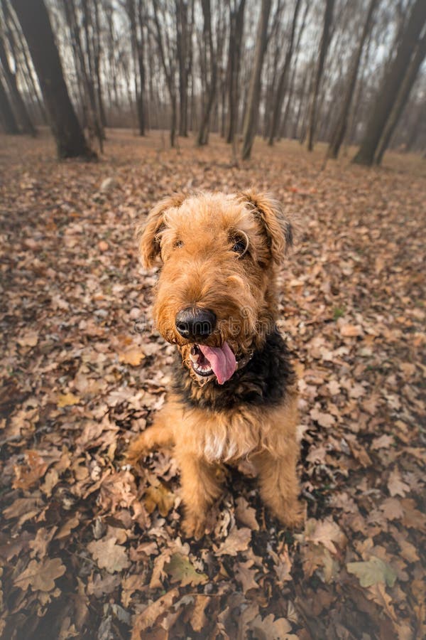 Portrait of Airedale Terrier Stock Photo - Image of season, portrait ...