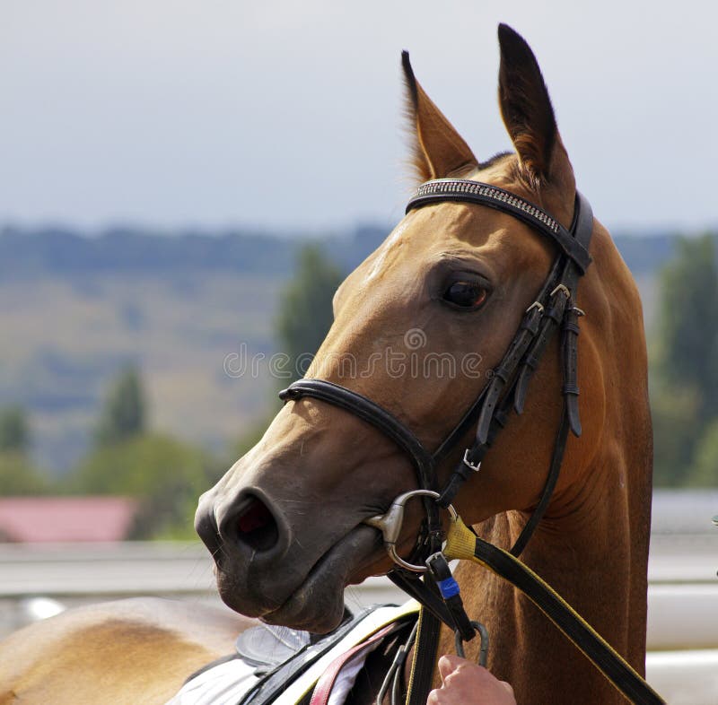 Portrait of Akhal-teke Horse Stock Image - Image of beauty, looking ...