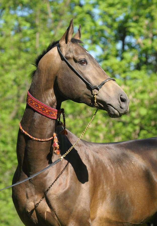 Portrait Of Akhal-teke Stallion Stock Image - Image of mane, summers ...