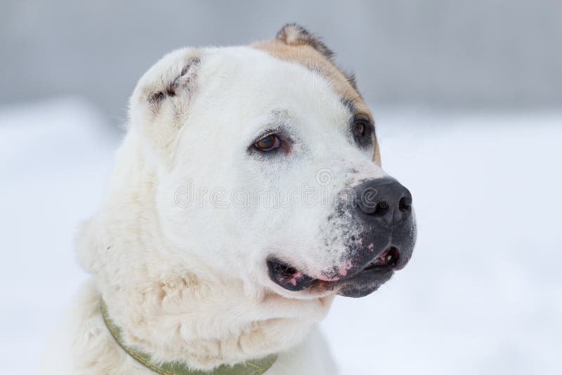 Alabai stock image. Image of though, home, emotions, family - 96514985