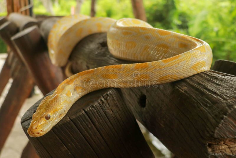 A Portrait of an Albino Burmese Python, Python Bivittatus Curling on a ...
