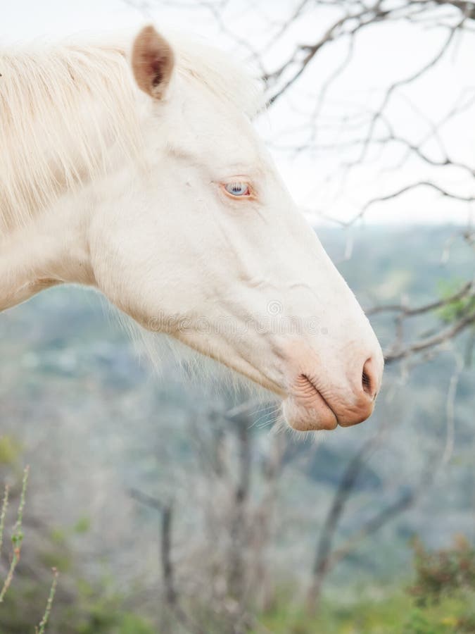 Portrait of albino horse stock photo. Image of beautiful - 40073354