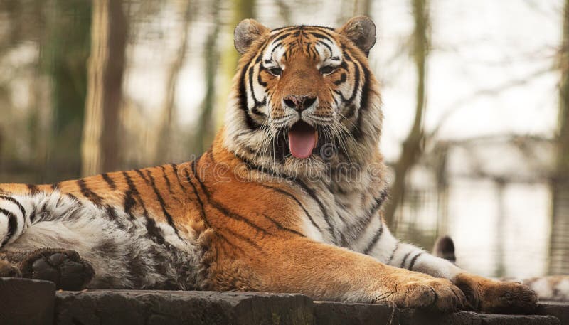 Portrait of an Alert Indian Tiger Stock Photo - Image of endangered ...