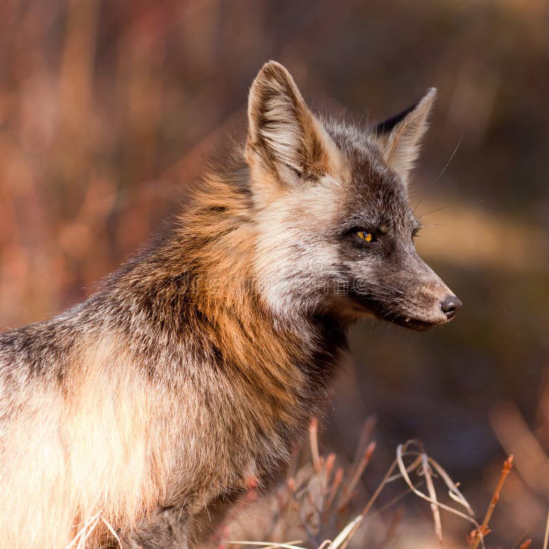 Portrait of Alert Watchful Red Fox, Genus Vulpes Stock Photo - Image of ...