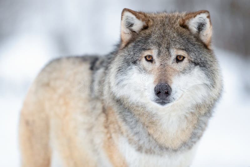 Portrait of Alert Wolf Standing on the Snow Stock Image - Image of ...