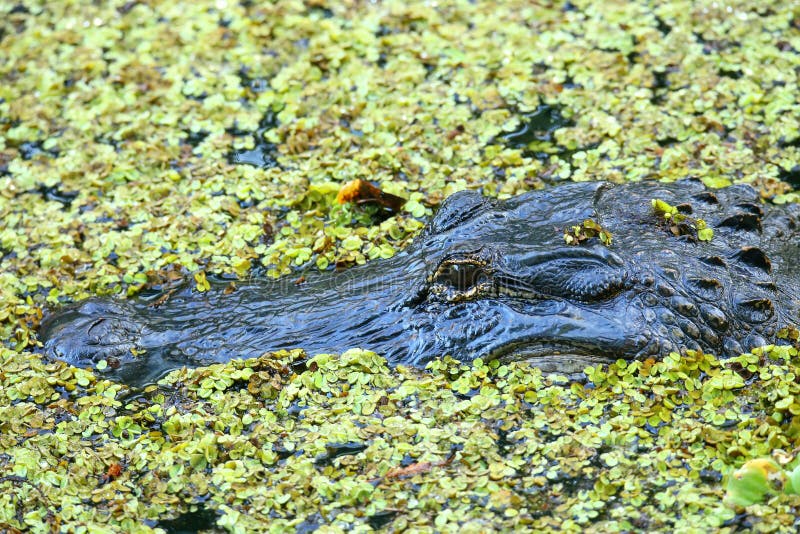 Portrait of Alligator Floating in a Swamp Stock Image - Image of ...