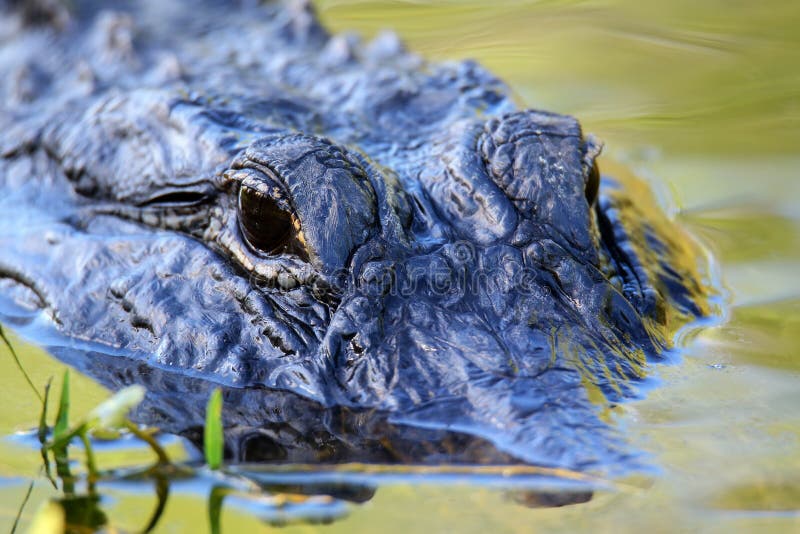 Portrait of Alligator Floating in Water Stock Image - Image of head ...