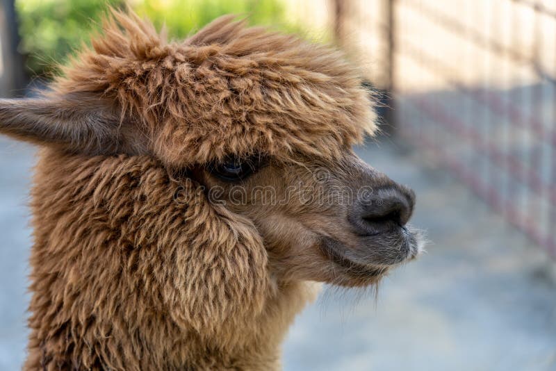 Portrait of an Alpaca with Large Eyes Close Up Stock Photo - Image of ...