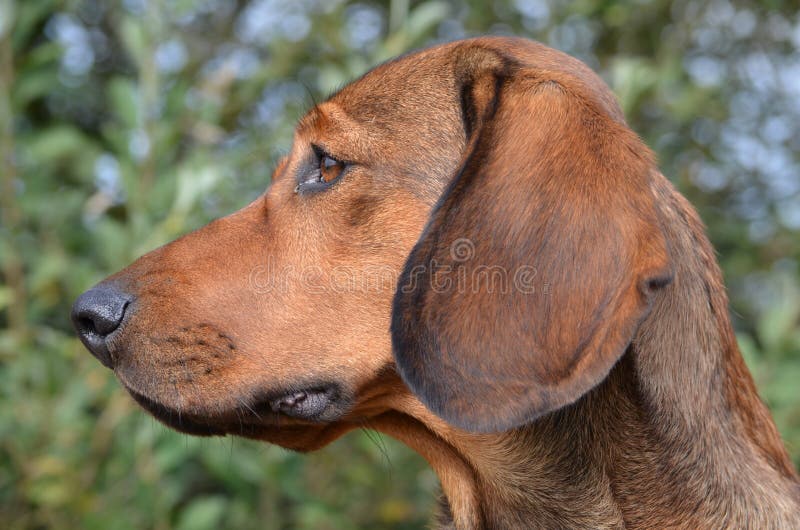 Portrait Of An Alpine Dachsbracke Stock Photo - Image of dogs, noses ...
