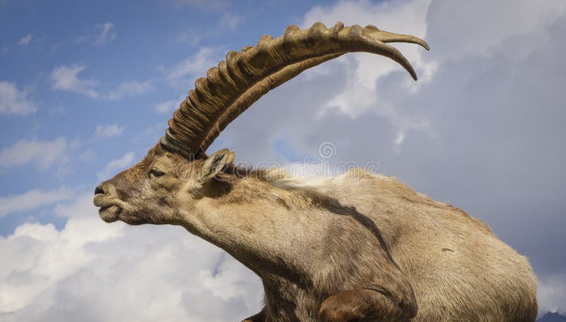 Portrait of an Alpine Ibex Capra Ibex Stock Photo - Image of animal ...