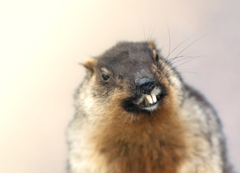 Portrait of Alpine Marmot, Isolated Stock Image - Image of closeup ...