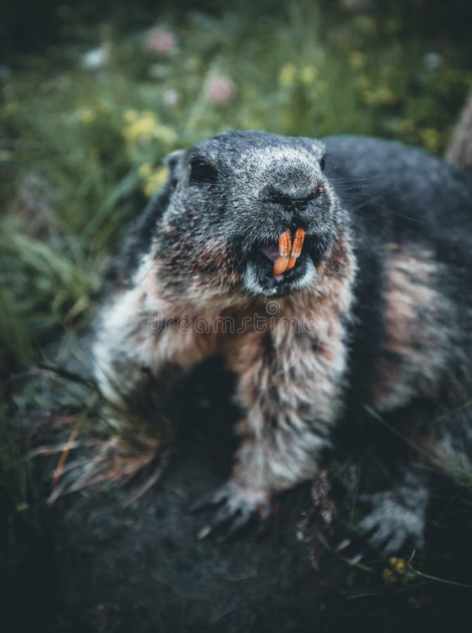 Portrait of Alpine Marmot, Marmot on a Rock in Austria Stock Image ...
