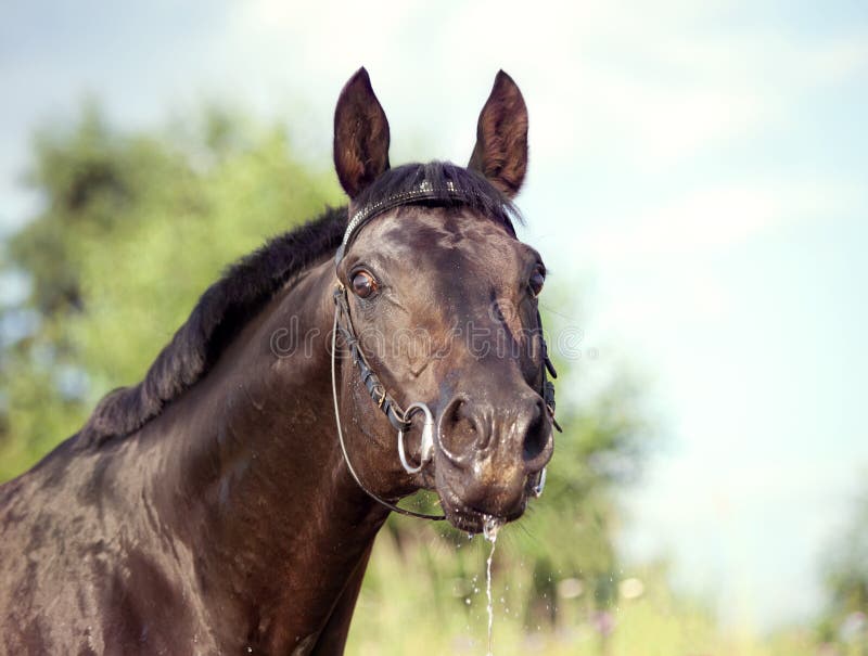 Portrait of Amazing Black Stallion Stock Photo - Image of wonderful ...