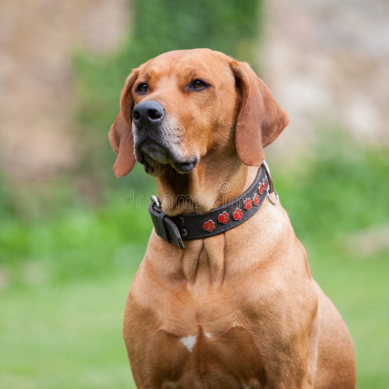 Rhodesian Ridgeback Puppy in the Garden Stock Image - Image of pedigree ...