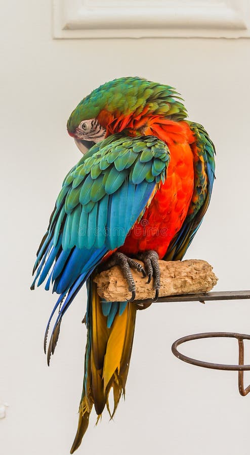 Portrait of Amazon Macaw Parrot Stock Image - Image of love, blue ...