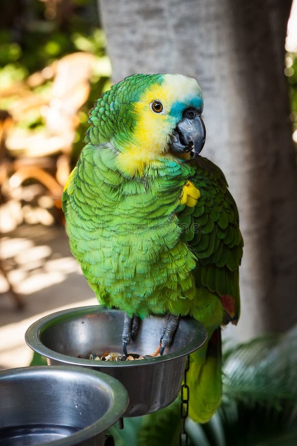 Blue-naped Amazon Parrot stock photo. Image of colorful - 7201872