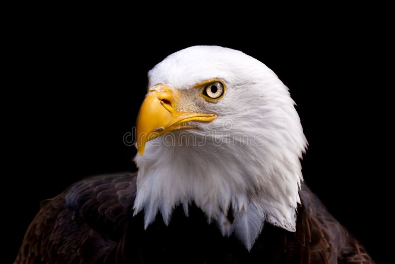 American Bald Eagles stock photo. Image of blue, isolated - 12941832