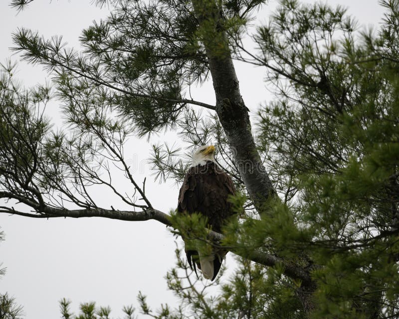 American Bald Eagle Perched in Tree Side View Stock Photo - Image of ...