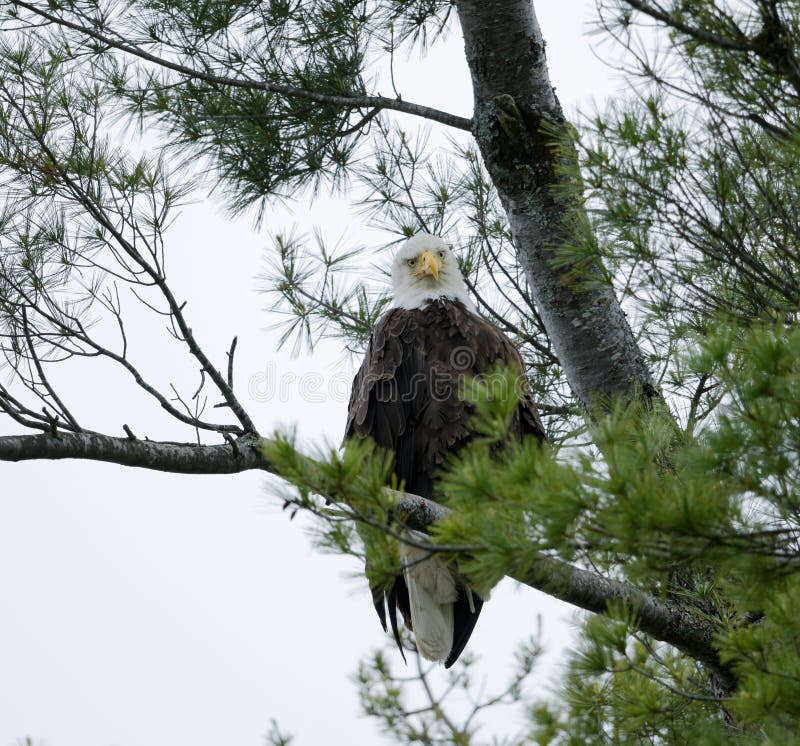 American Bald Eagle Perched in Tree Side View Stock Photo - Image of ...