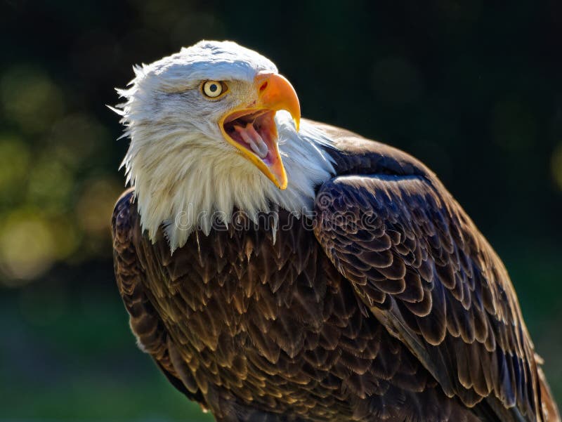 Portrait of an American Bald Eagle Screaming Stock Image - Image of ...