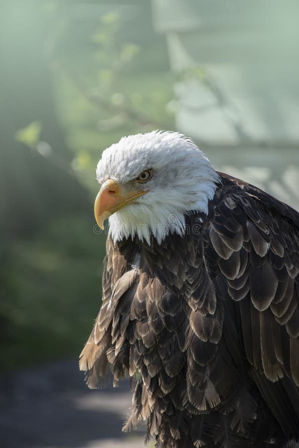 846 Bald Eagle Male Stock Photos - Free & Royalty-Free Stock Photos ...