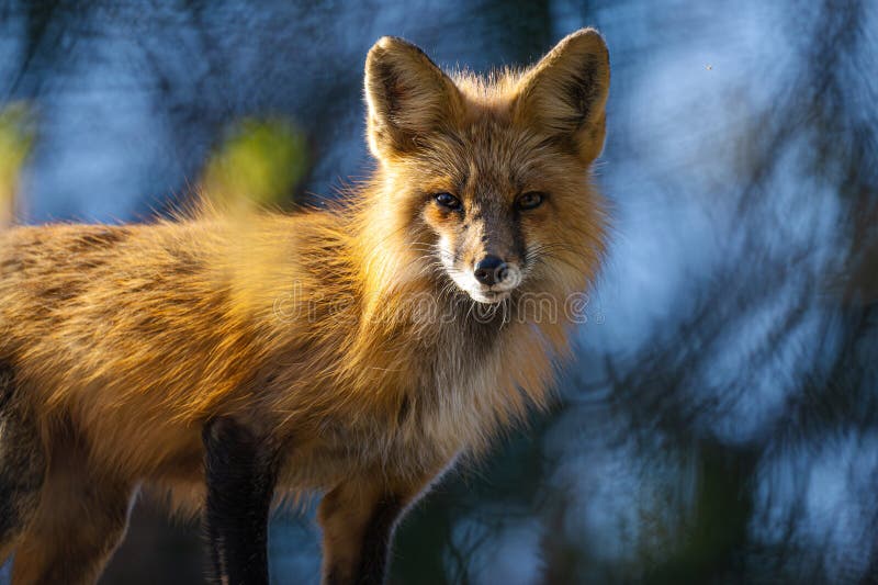 Portrait of an American Red Fox Stock Photo - Image of colours ...