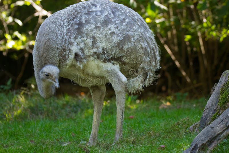 Common rhea or emu stock image. Image of greater, animal - 143108877