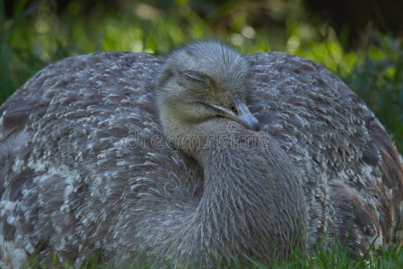 Common Rhea stock image. Image of endangered, bird, brown - 15634663