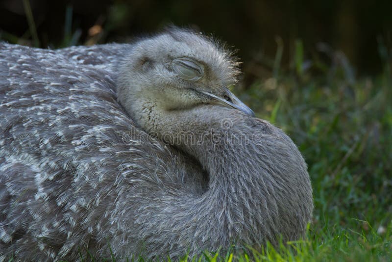 Common rhea or emu stock image. Image of animals, flight - 143108907
