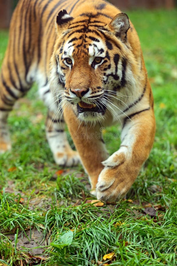 Portrait of Amur Tigers stock image. Image of grass, hunt - 35063605