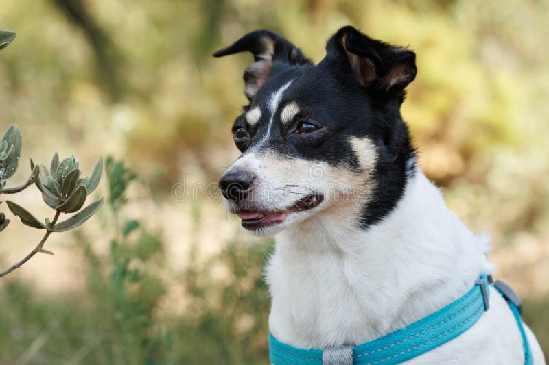 Andalusian Ratter Stock Photos - Free & Royalty-Free Stock Photos from ...