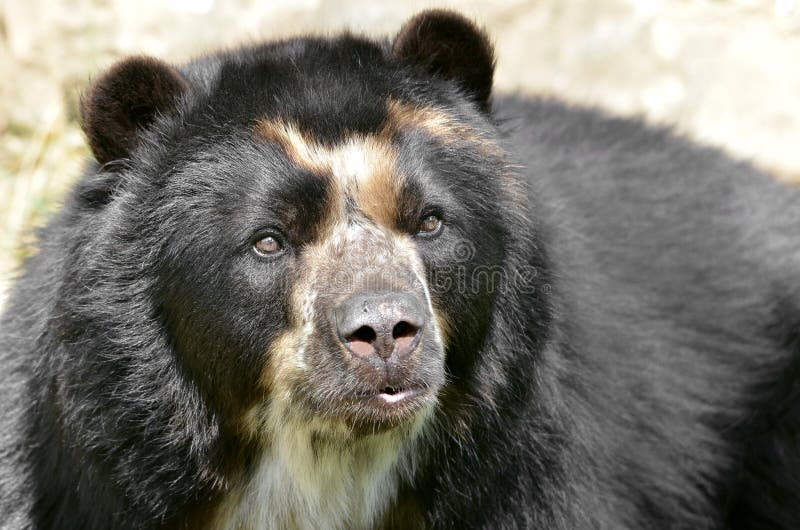 Portrait of Andean bear stock image. Image of dangerous - 21476565