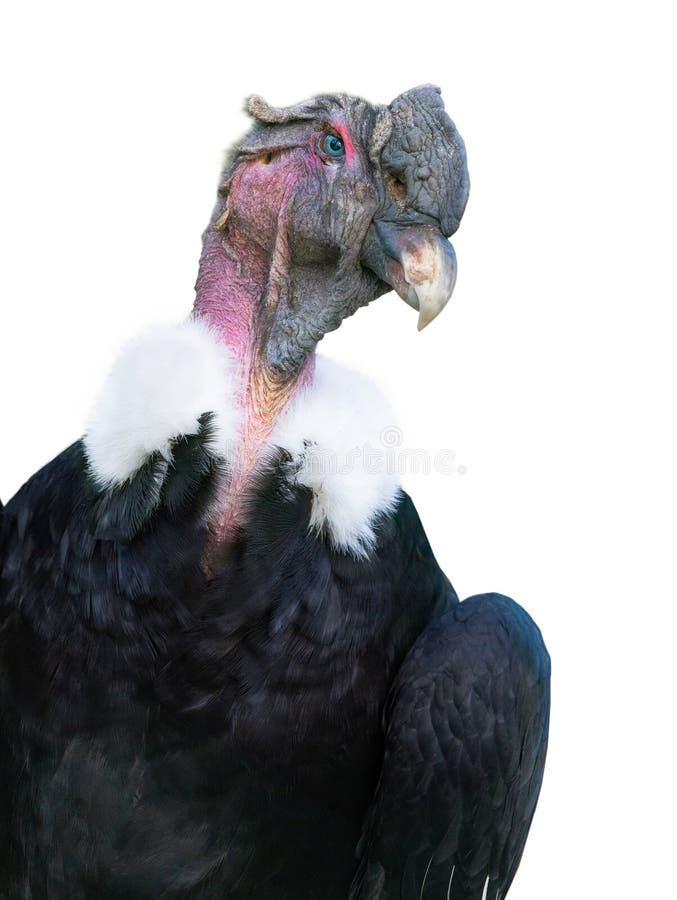 Portrait Andelan Condor Isolated on White Stock Image - Image of ...