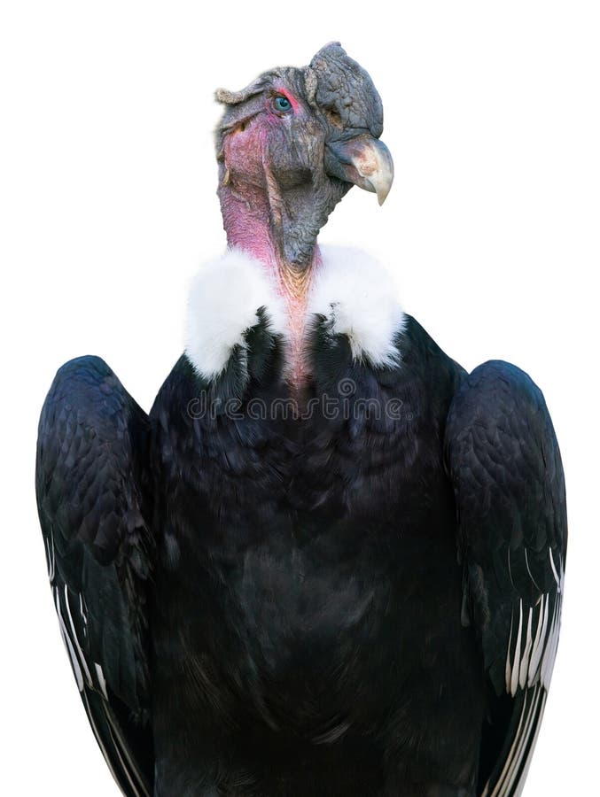 Portrait Andelan Condor Isolated on White Stock Image - Image of ...