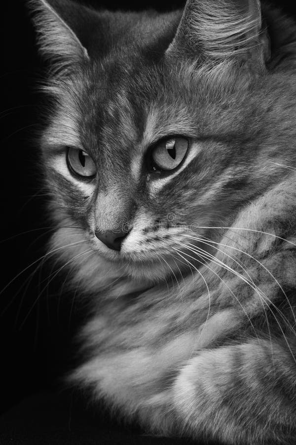 Portrait of a Angora Cat Whit Long Hair Stock Photo - Image of portrait ...