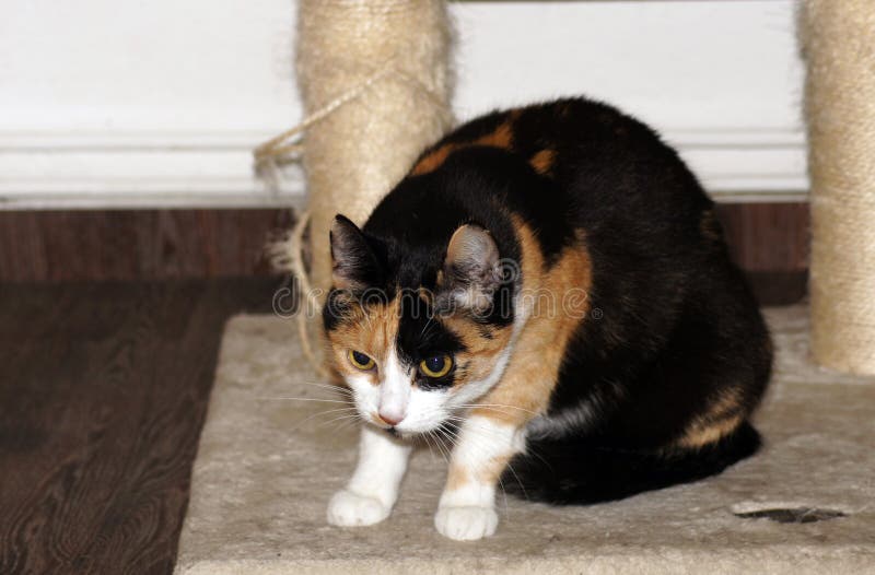 Angry calico cat stock image. Image of indoors, home - 189223611