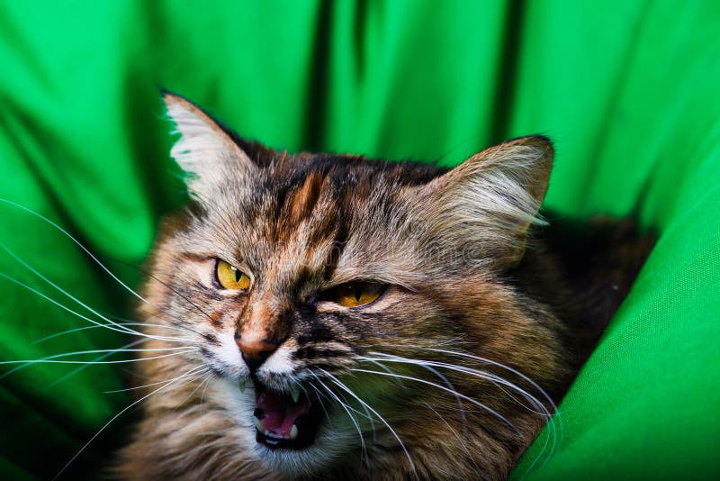 Portrait of angry cat stock photo. Image of domestic - 150891386