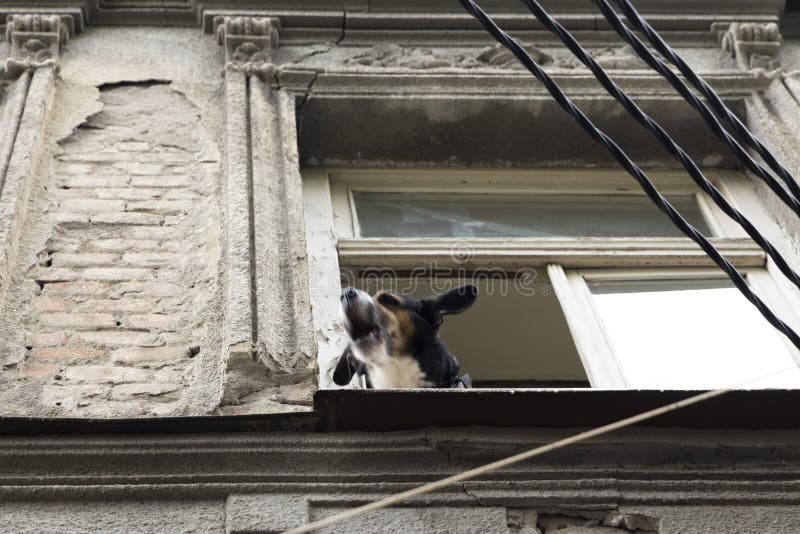 Portrait of Angry Dog Barking from Window of Old House Stock Image ...